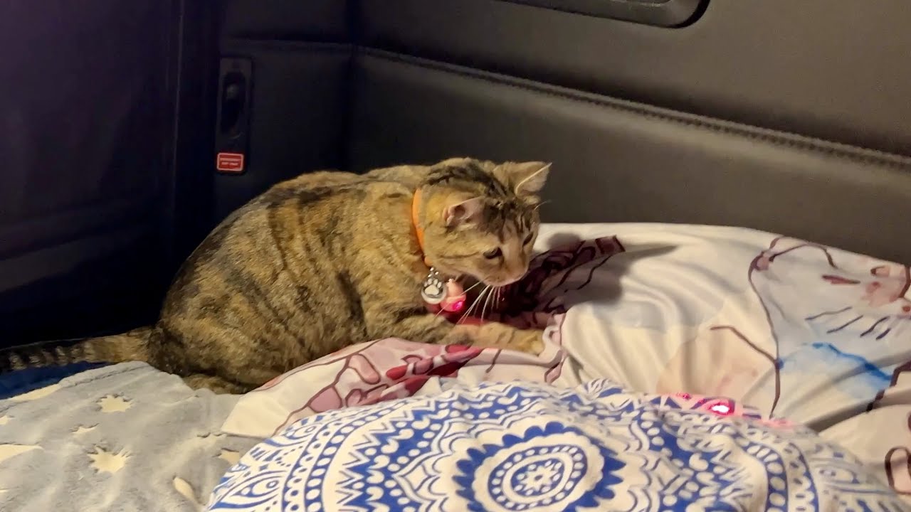 Hey Milo Cat did you see Super Man? - YouTube