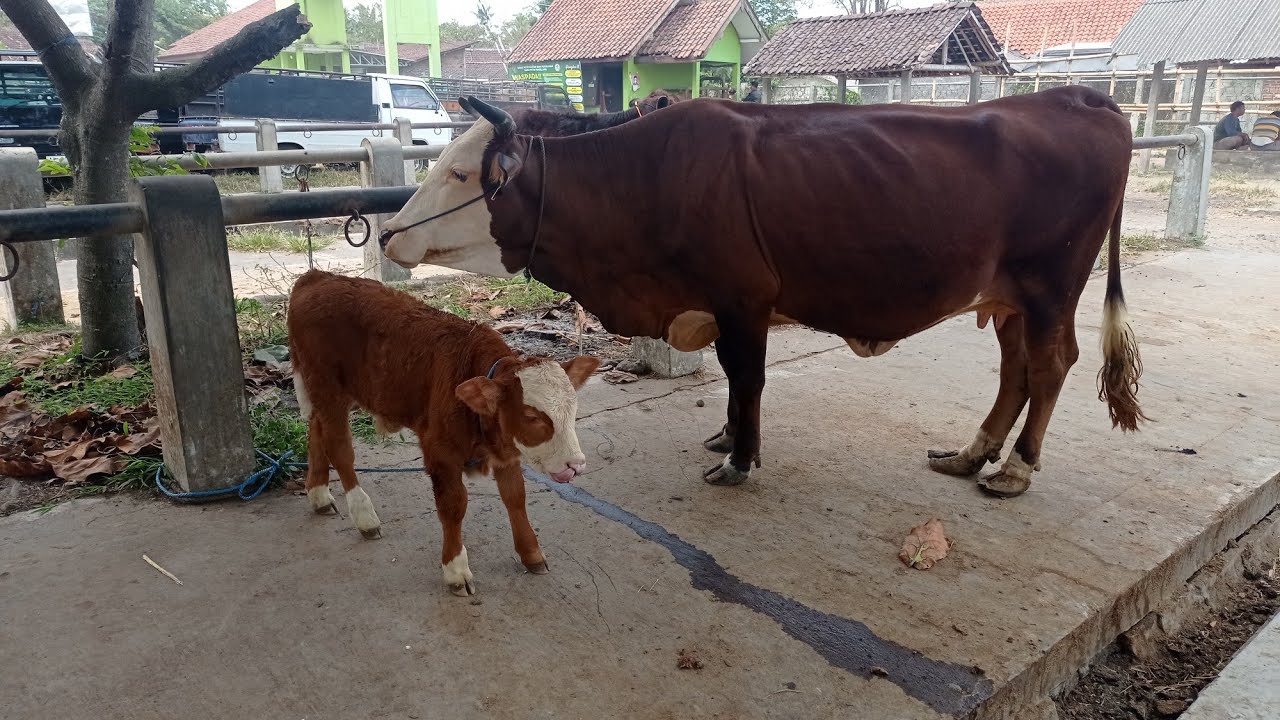 Harga Sapi Babon anak Jantan Pasar hewan Muntilan - YouTube