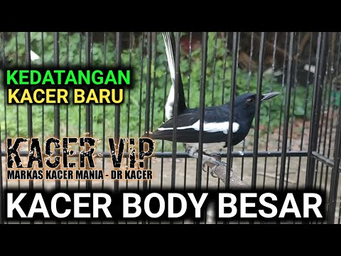 WOW KACER INI BODY BESAR INI KACER BEBAL INI BARU BERAT UNTUK KACER YANG BEGINI