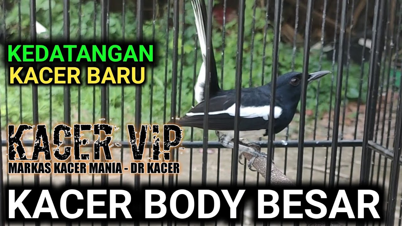 WOW KACER INI BODY BESAR INI KACER BEBAL INI BARU BERAT UNTUK KACER YANG BEGINI - YouTube