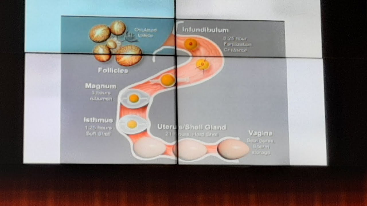 Artificial Insemination in Poultry. Semen extender - YouTube