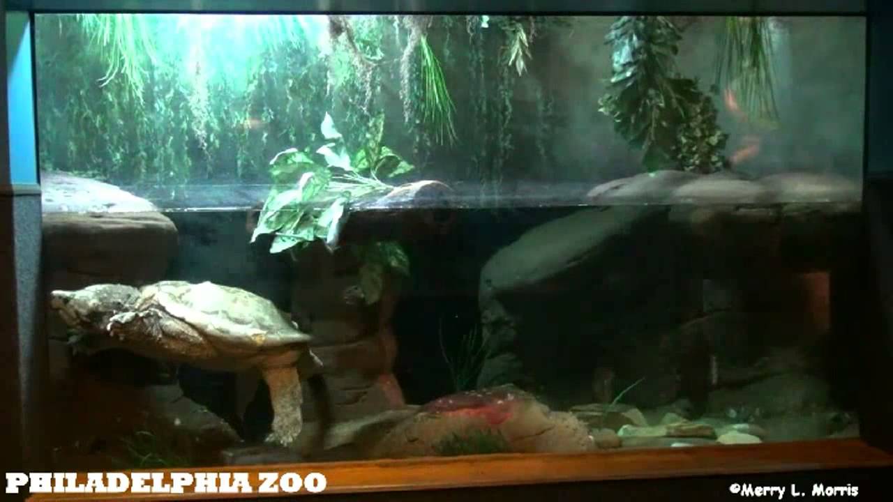 Philadelphia Zoo Alligator Snapping Turtle Exhibit - YouTube