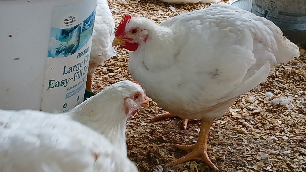 250 Meat Chickens...Some 7 Weeks Old & Some 6 Weeks Old...2 Days Left ...