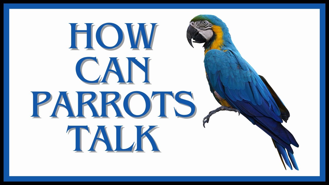 How Can Parrots Talk - Unveiling Their Amazing Abilities! - YouTube