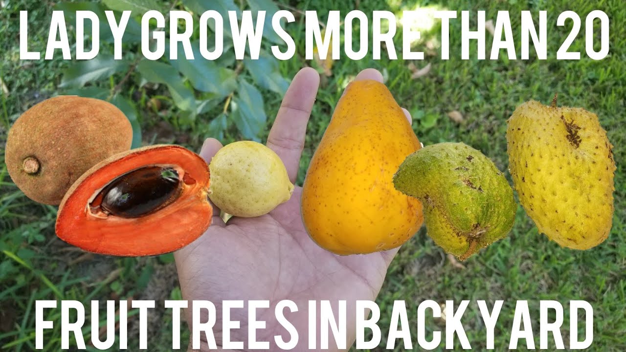 Lady Grows More than 20 Fruit Trees - Garden Tour - YouTube