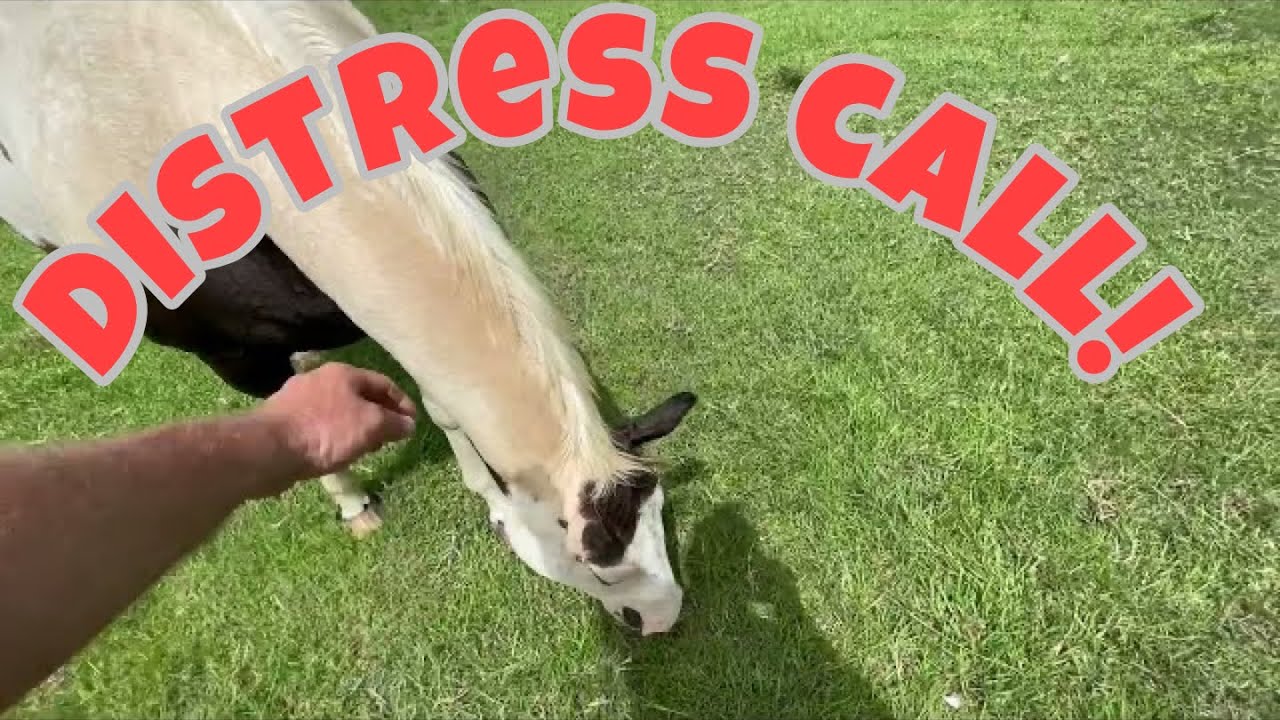 Distress Call! - YouTube
