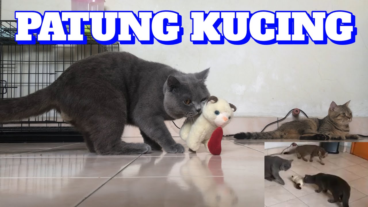 UJI 3 EKOR KUCING DENGAN PATUNG KUCING / BONEKA KUCING (REX BRITISH ...