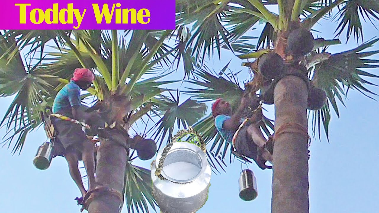 Juice of toddy palm | Palmyra palm juice natural | Toddy Palm Neera ...