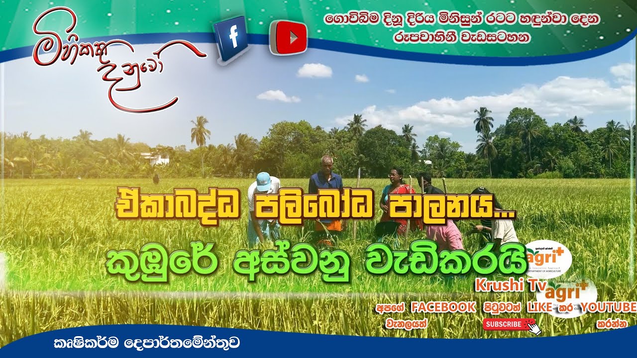 Mihikatha Dinuwo TV Program | එකාබද්ධ පලිබෝධ පාලනය - කුඹුරේ අස්වනු ...