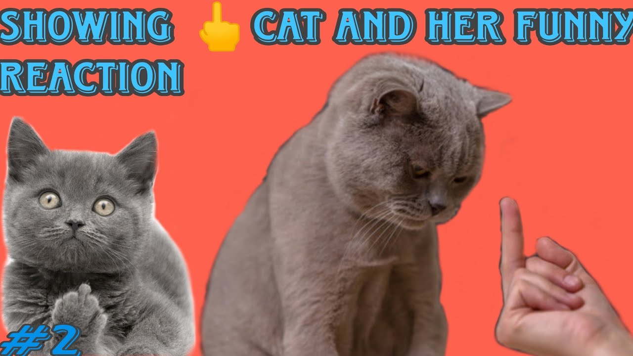 SHOWING MIDDLE FINGER TO CAT AND HER REACTION WAS RECORDED || FUNNY CAT ...