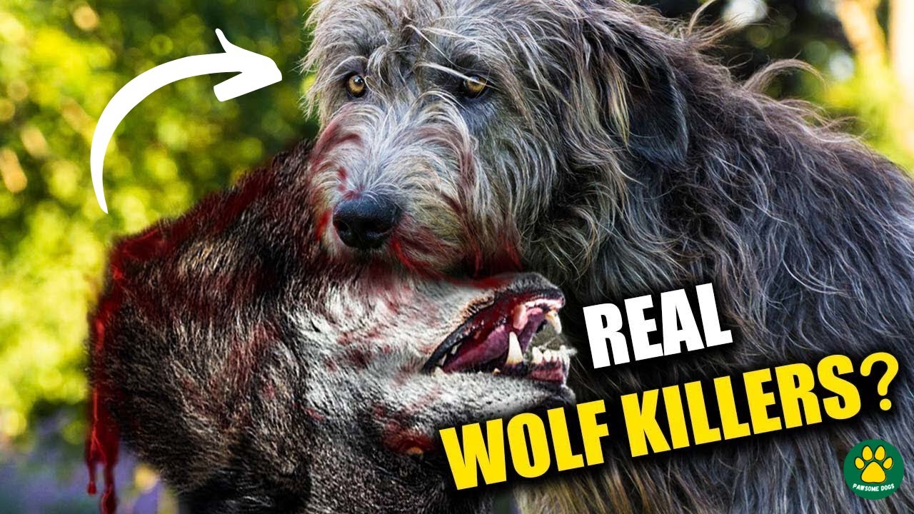WOLF KILLERS of Ireland - Deadly or Friendly?? - YouTube