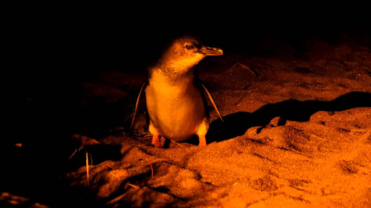 Little Penguins in Natural Habitat at Low Head, Tasmania,Aust - YouTube