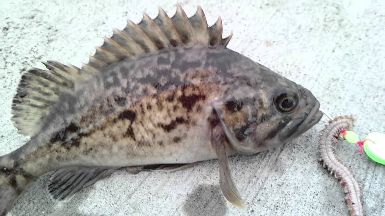 The observation of the Japanese fish (Soi ソイ) - YouTube