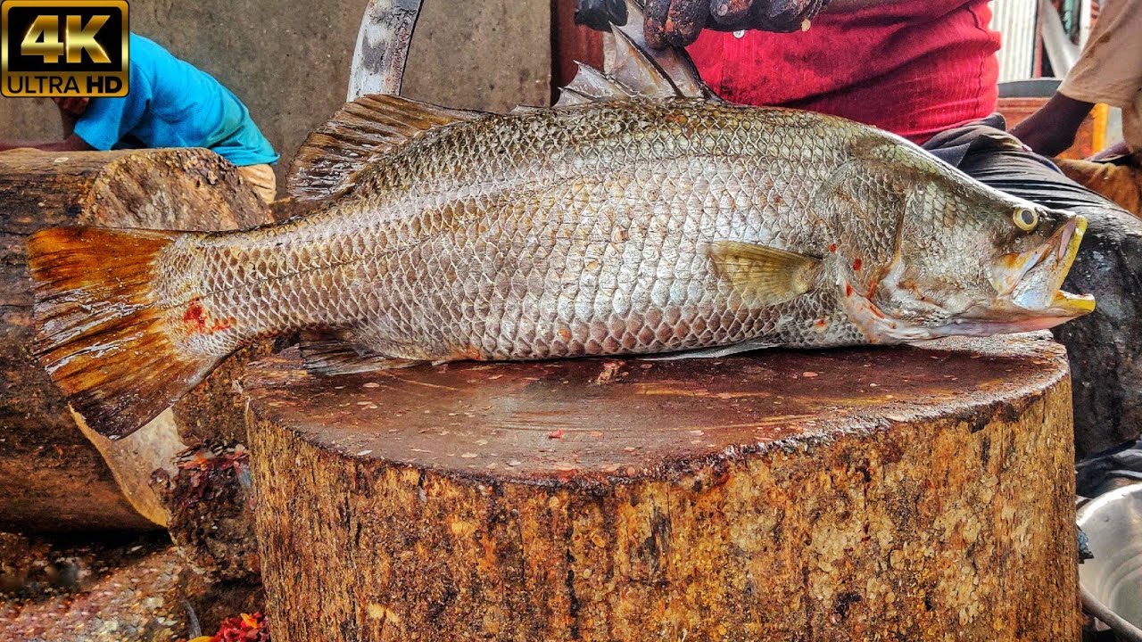 KASIMEDU 🔥 MR.GOVIND | BIG ORIGINAL KODUVA BARRAMUNDI FISH CUTTING | 4K ...