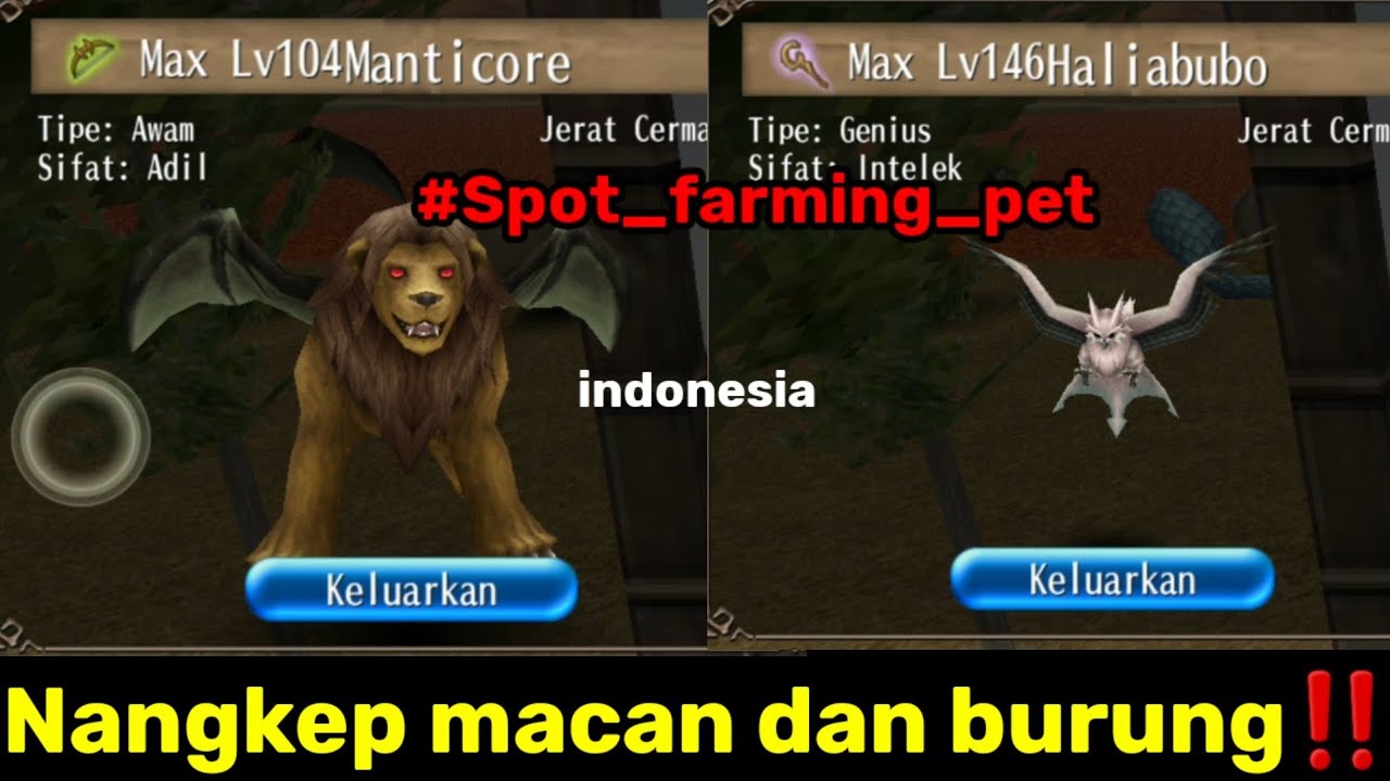 menagkap burung dan macan‼️ || toram online pet - YouTube
