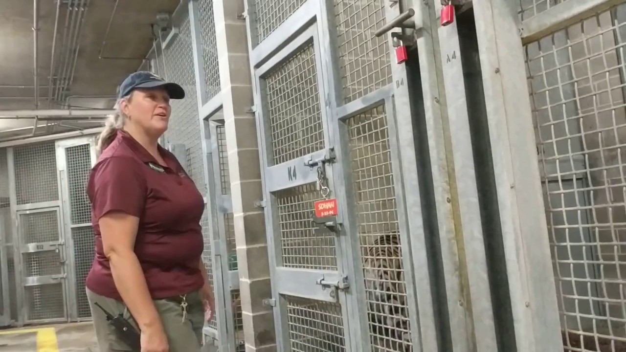 Valerie Explains a Tiger Chuff Sound Behind the Scenes Busch Gardens ...