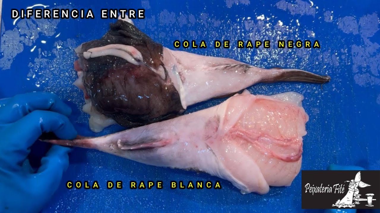 DIFERENCIA ENTRE COLA DE RAPE NEGRA I BLANCA - YouTube