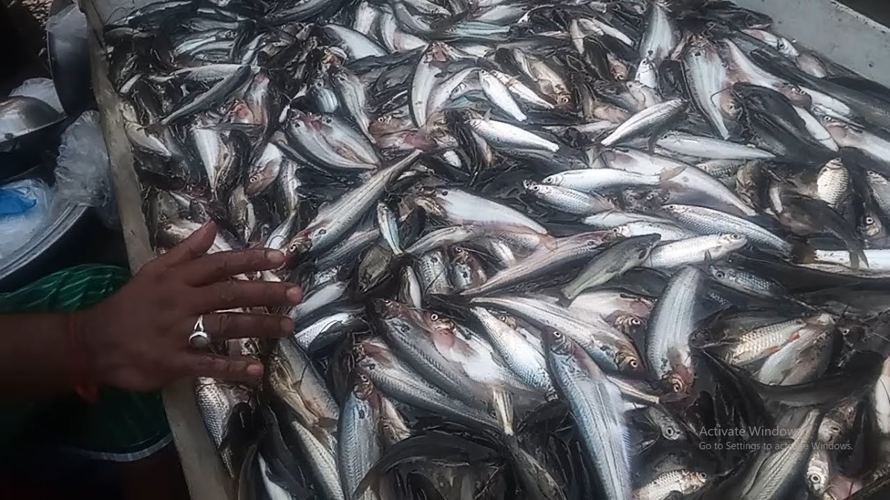 Cheap fish from the market, fresh fish from the river, small fish from ...