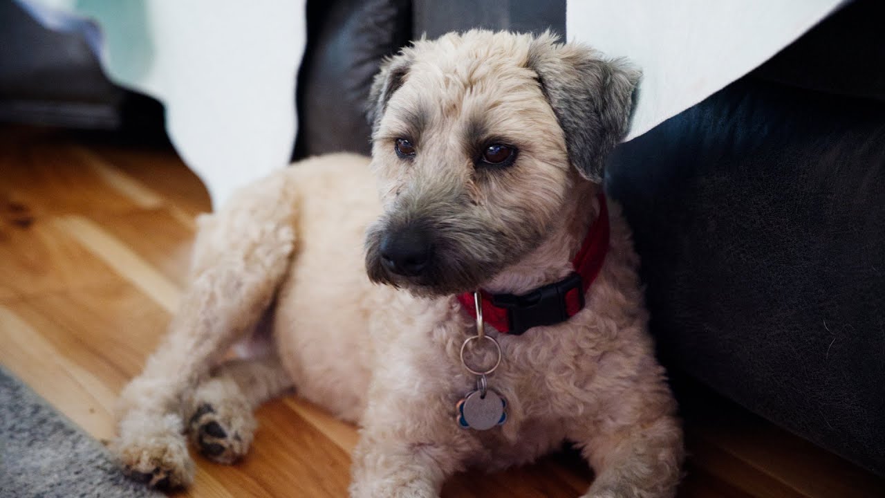 IN LOVING MEMORY OF MY DOG LIRAEL. EN HONOR A LA MEMORIA DE LIRAEL ...