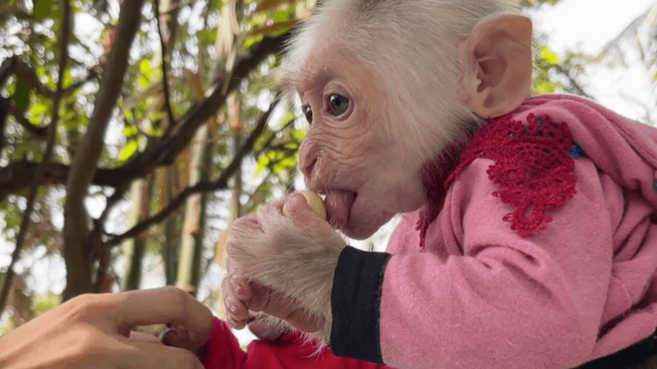 Best cutie monkey | claim on and eat. - YouTube