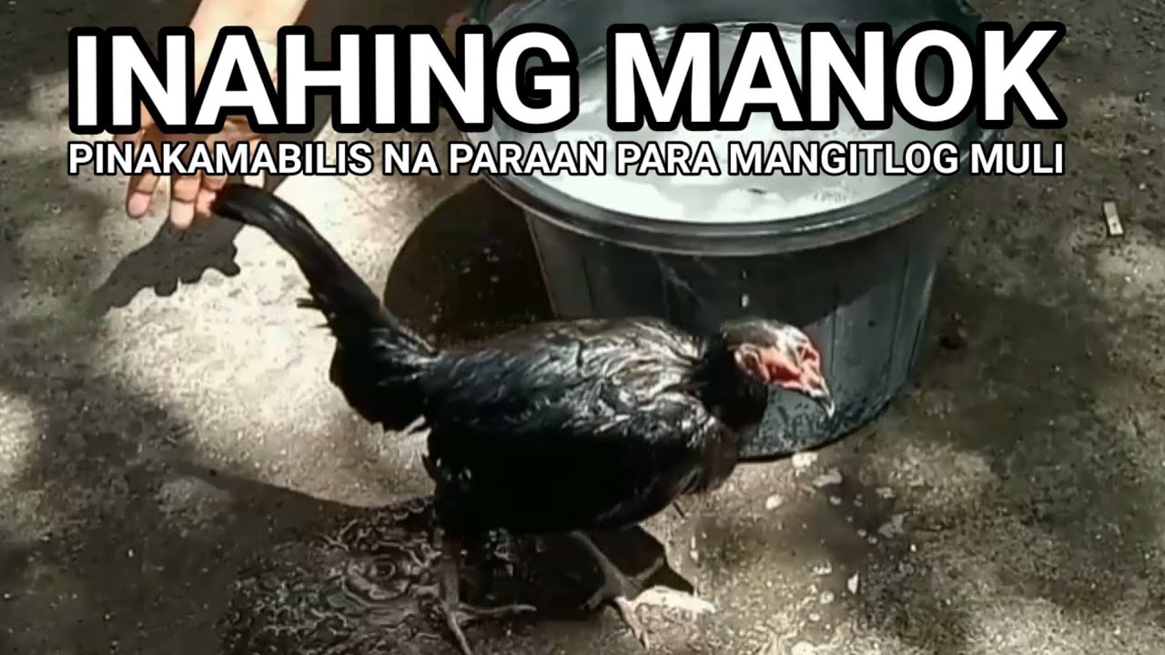 Inahing Manok Ang Pinakamabilis Na Paraan Para Mangitlog Muli - YouTube