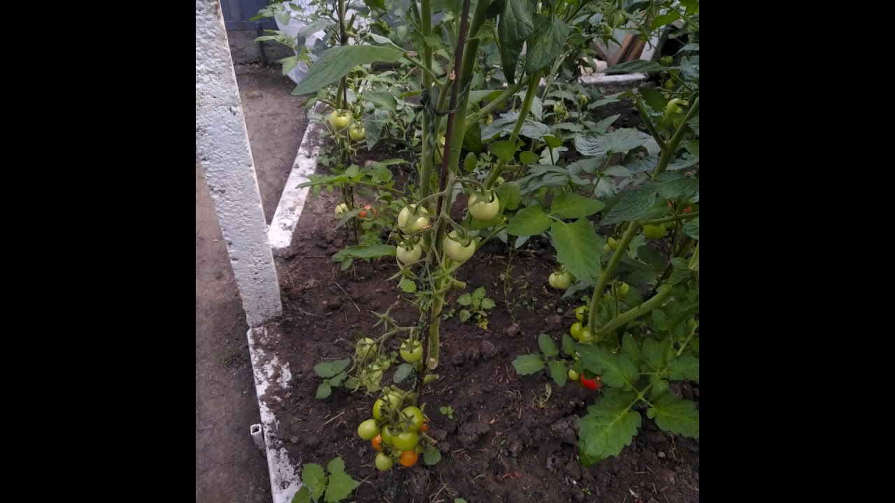 Tutorial rosi crescute in solar - YouTube