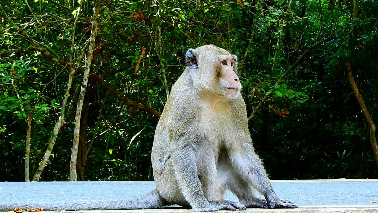 Aron Take his Family to Jungle for safe when the wild ones coming ...