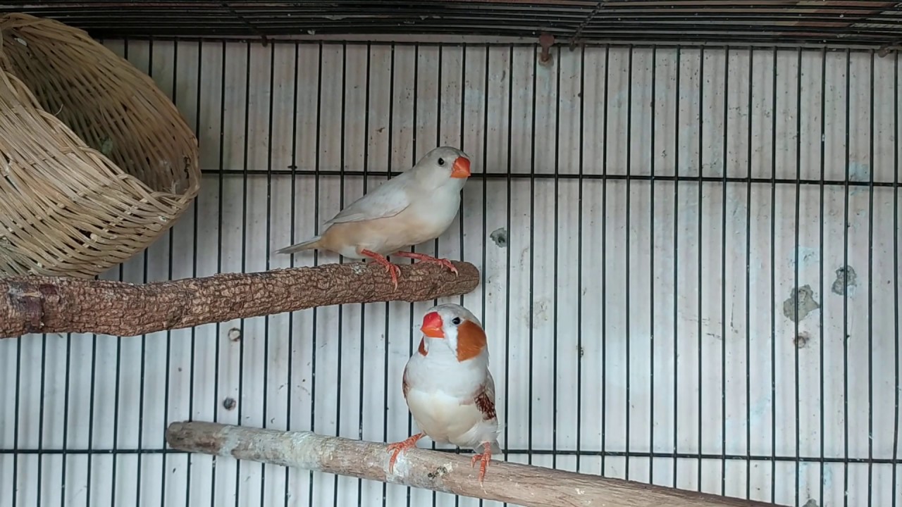 Zebra Finch Isabel and Isabel || Ling Ida - YouTube