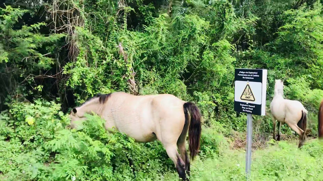 Caballos, Vieques, Puerto Rico. - YouTube