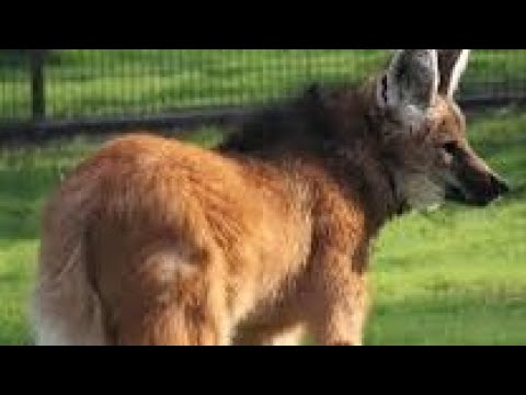 WOLF, FOX, HYENA MIX - YouTube