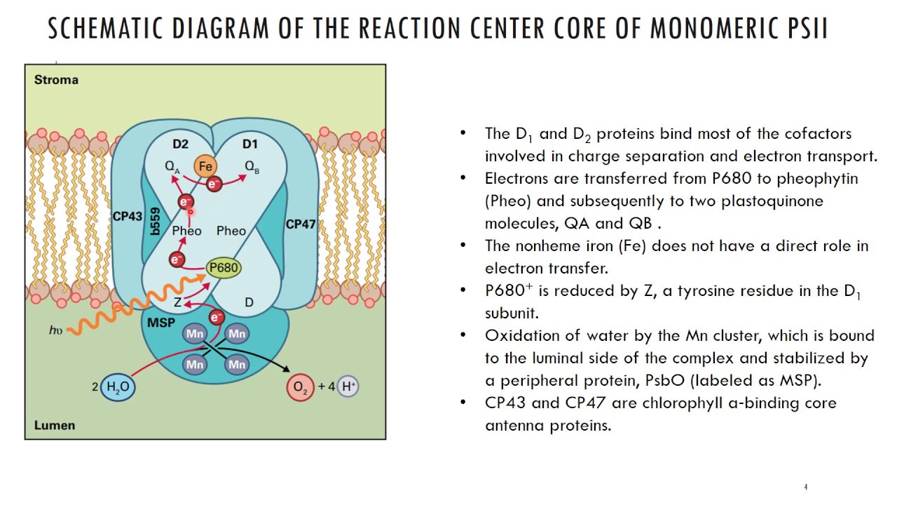 Organization of Photosynthetic Apparatus - Part-II (Photosynthesis ...