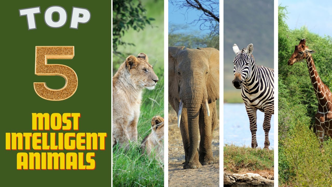 What Are The Most Intelligent Animals After Humans | Top 5 Most ...