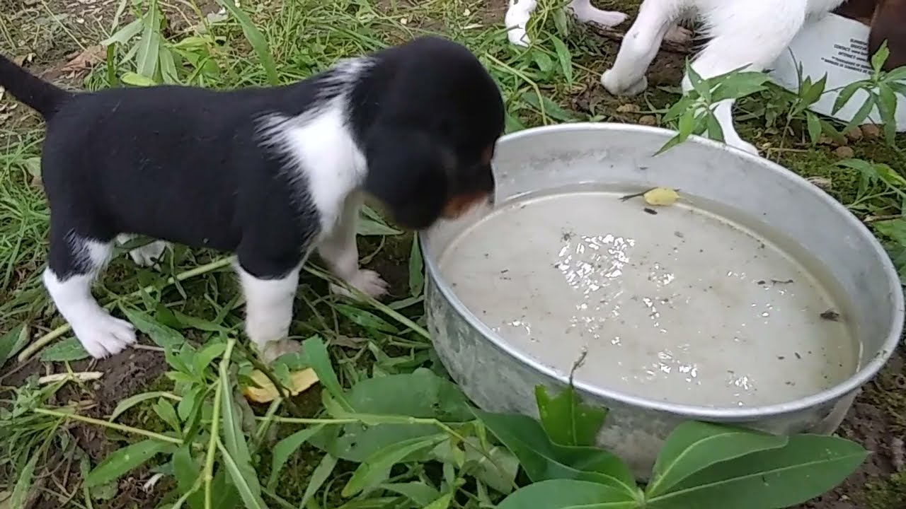 Compare size!! Pocket Beagles vs 13" Beagle born same day - YouTube