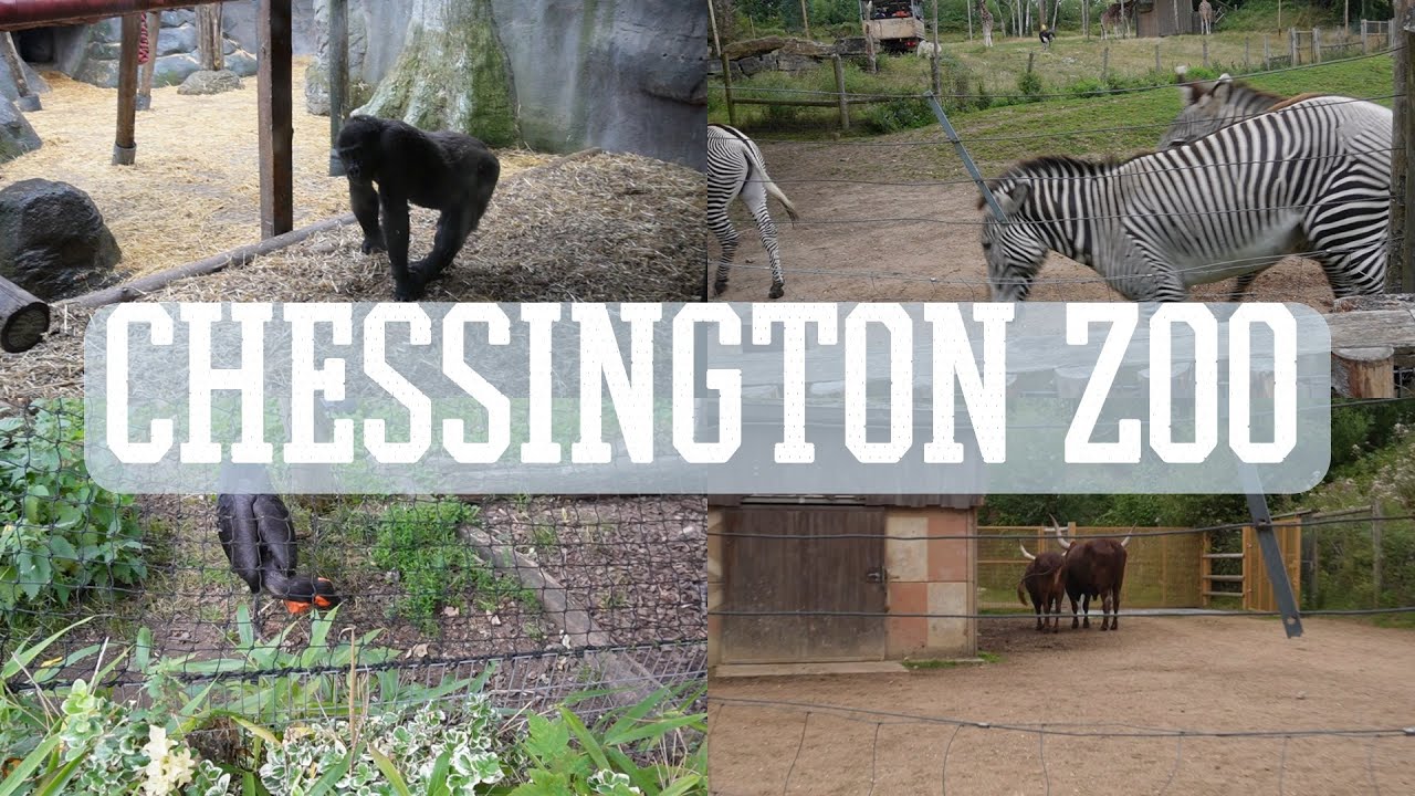 Chessington Zoo - Chessington World Of Adventures - Part 4 - YouTube