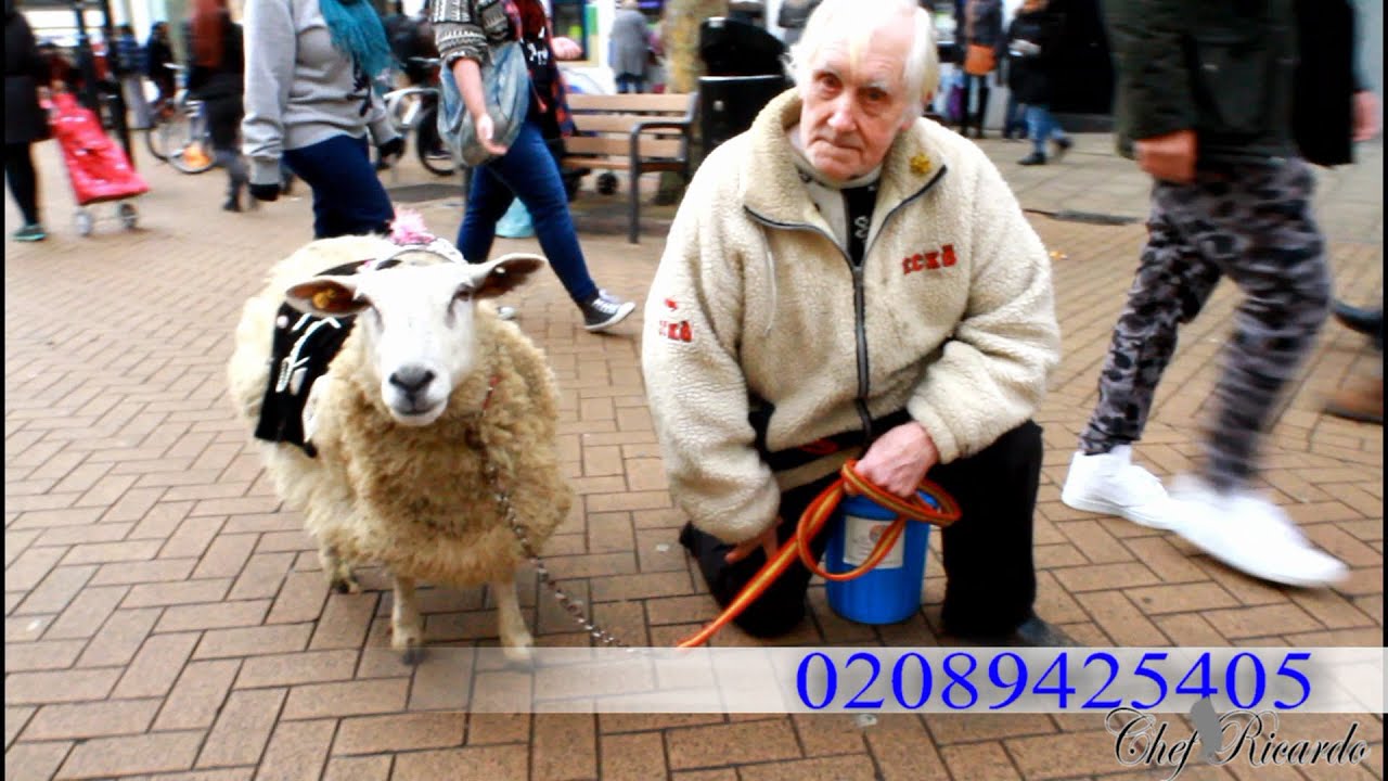 Amy The Sheep | Chef Ricardo Cooking - YouTube