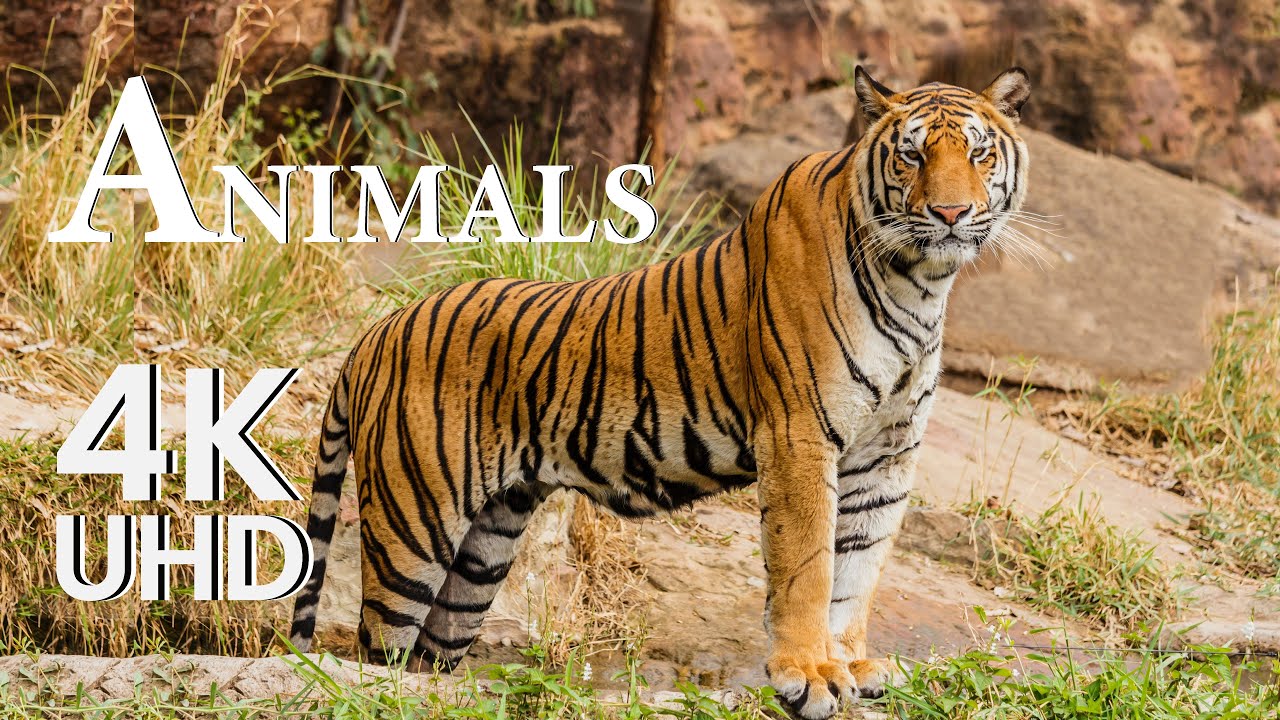 ANIMALS 4K ULTRA HD - Animals Of The Zoo - YouTube