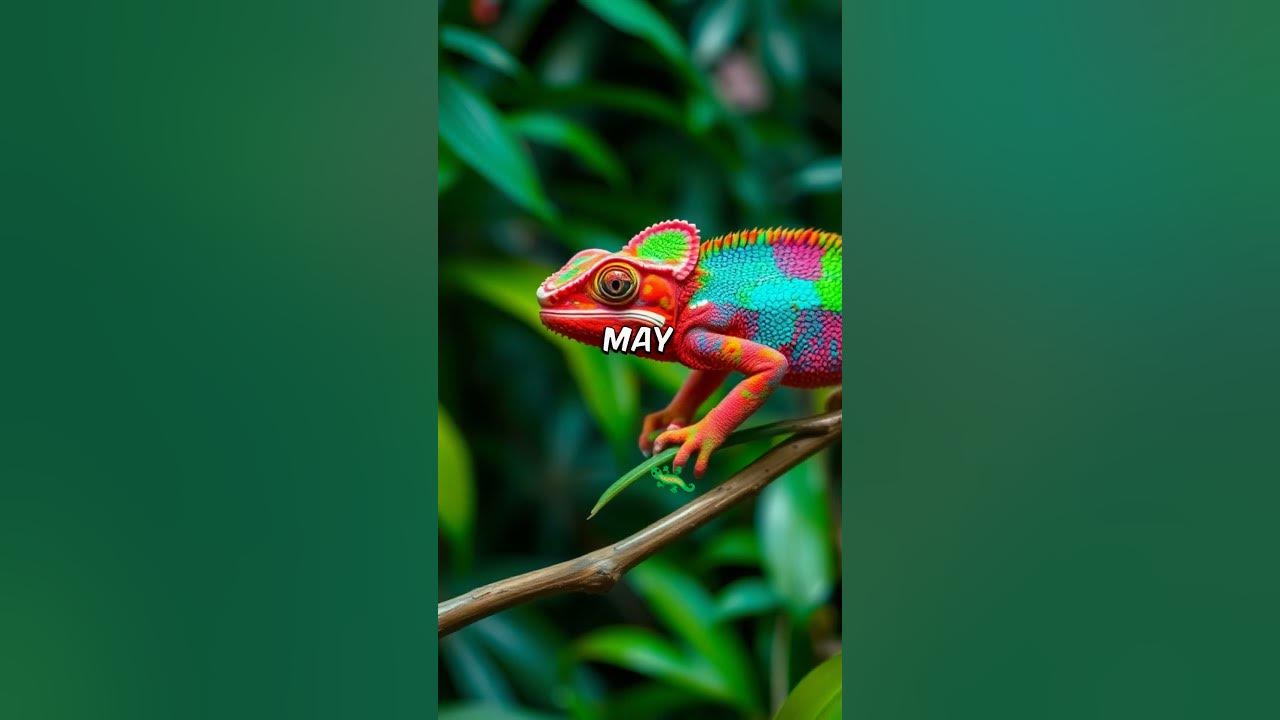 How Chameleons Change Colors - The Incredible Science Behind It - YouTube