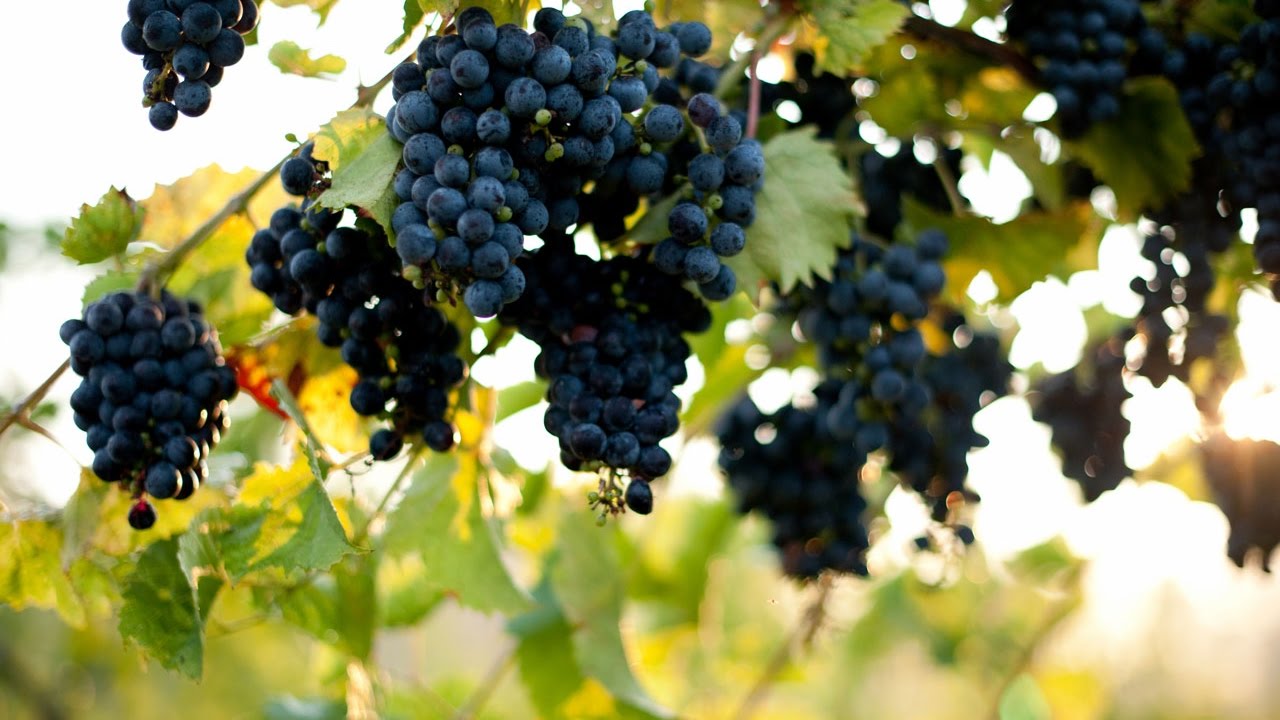 Natural Farming Grape Growing - YouTube