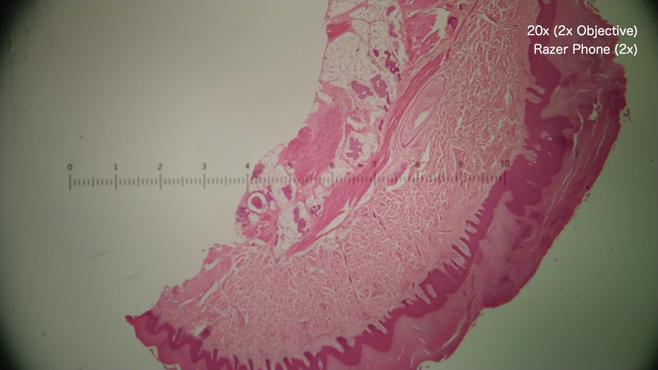 "Primate Meissner's Corpuscle, sec. 31-3816" (CAROLINA) via Nikon ...