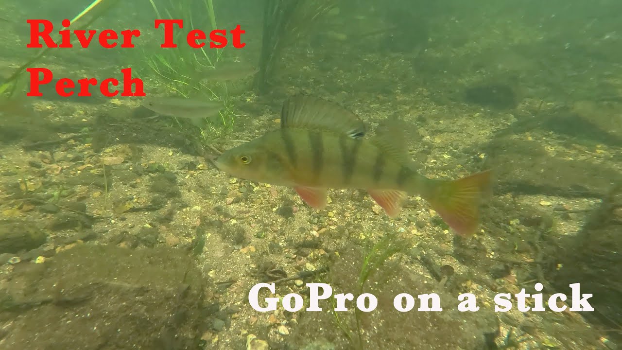 PERCH in The River Test. - YouTube