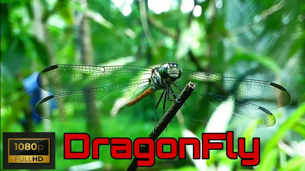 Dragonfly Closeup in Full HD - YouTube
