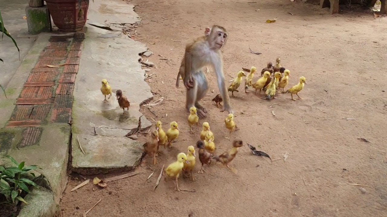 Cute monkey Koko really good relationship with other animals in the ...