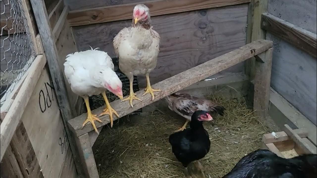 peb mus saib qaib thiab pub qaib - YouTube