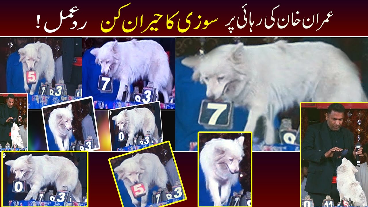 SUZI Dog Answers Your BIGGEST Questions About Imran Khan At Lucky Irani ...