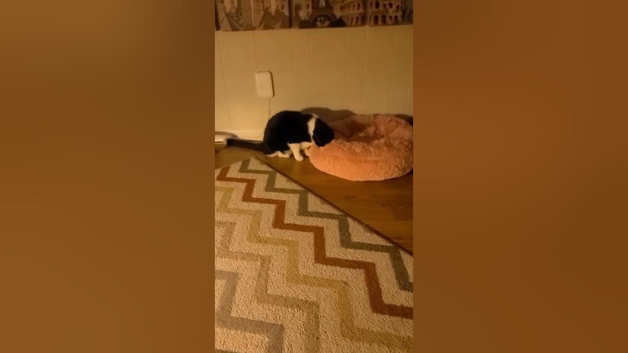 How cats respond to catnip 🐈 😻 #catnip #cat #shorts - YouTube