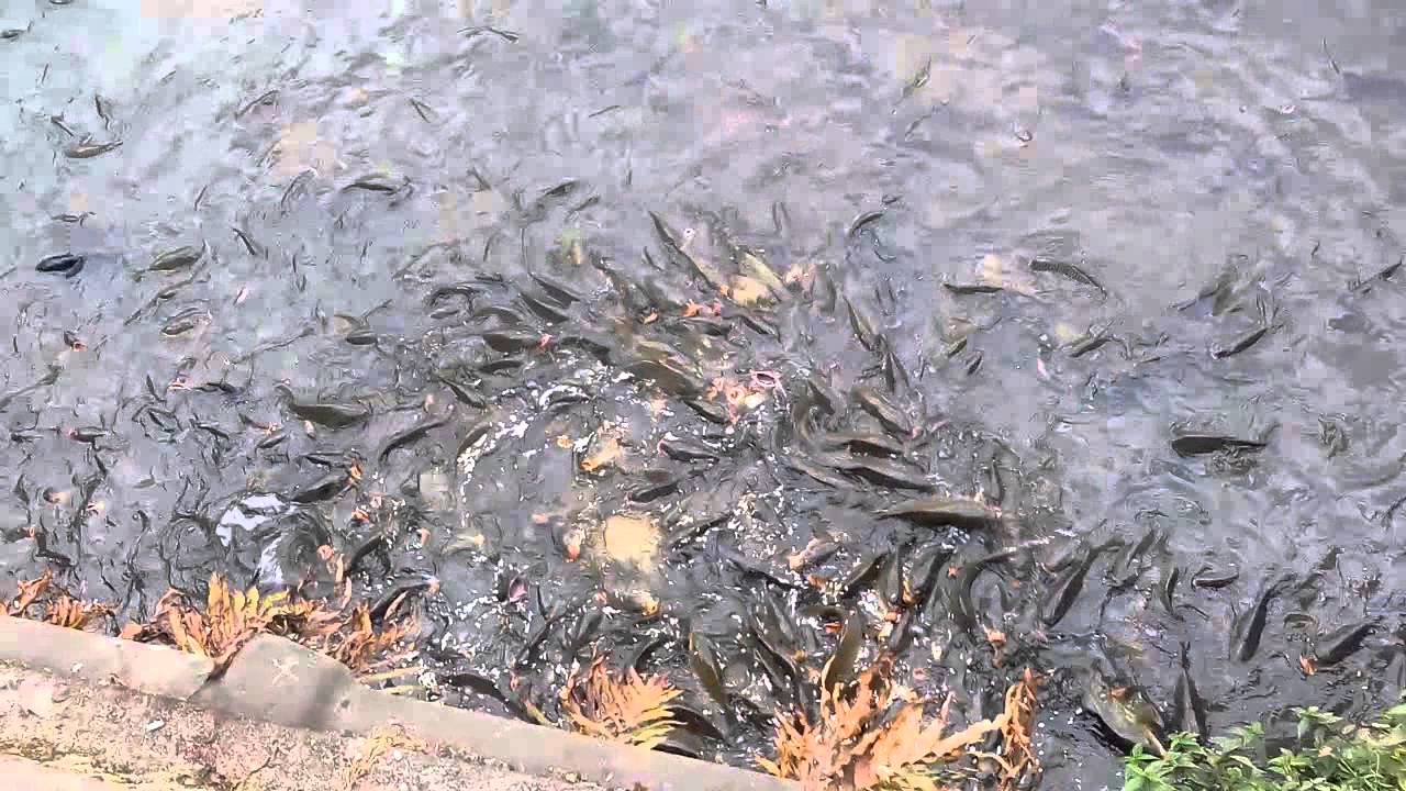 Mirik lake's fish is tasty n awesum - YouTube