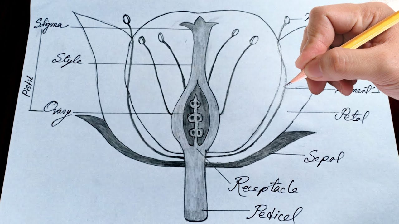 how to draw longitudinal section of flower class 10 | How To Draw Parts ...