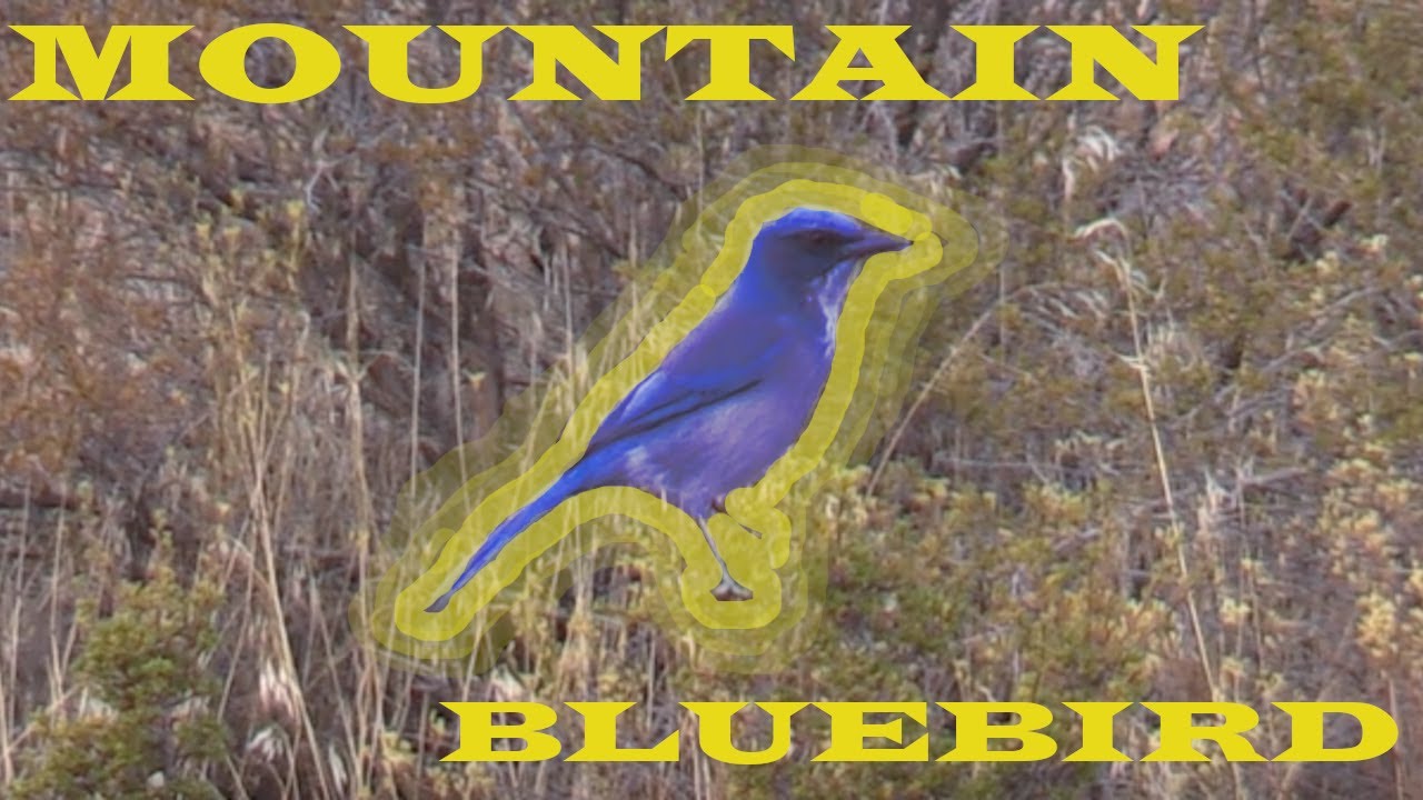 MOUNTAIN BLUE BIRD singing in their NATURAL HABITAT!!! - YouTube