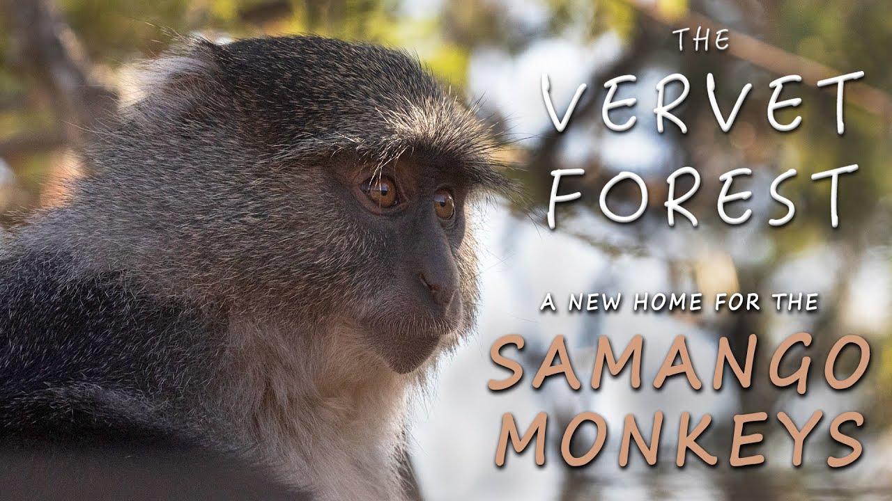 Samango Monkeys Get New Home - No Arm Samango & Friends - Vervet Forest ...