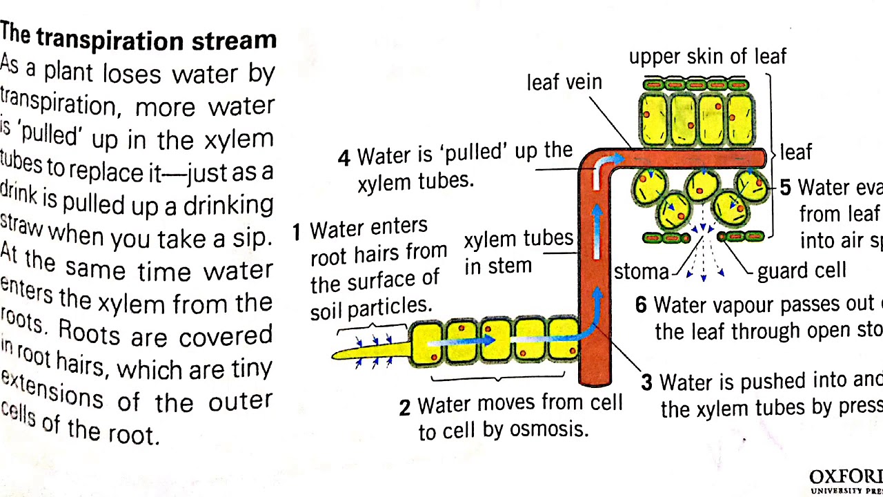 7TH SCIENCE CHP#2 LEC#7 TOPIC THE TRANSPIRATION STREAM PART2 - YouTube